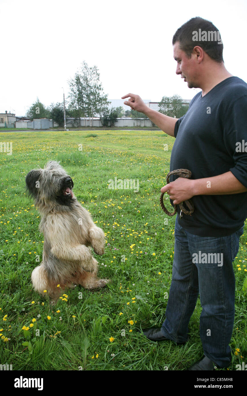 Dog Training Briard Stock Photo Alamy