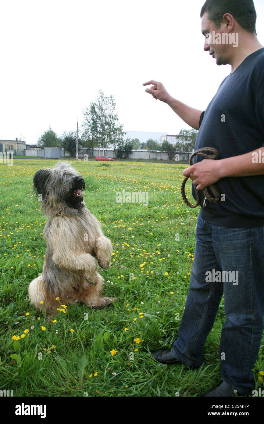 Dog Training Briard Stock Photo Alamy