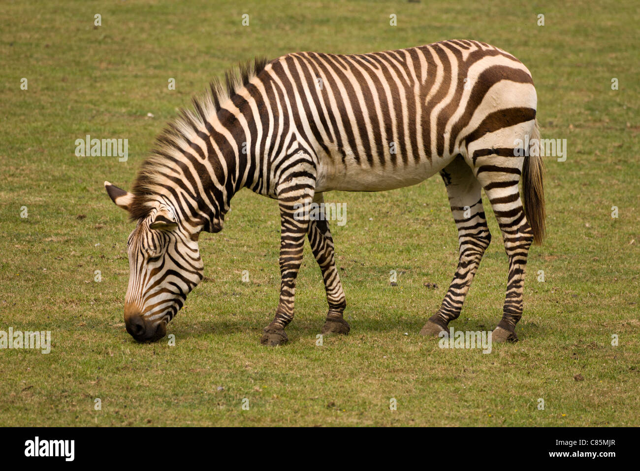 Animals zebra hi-res stock photography and images - Alamy