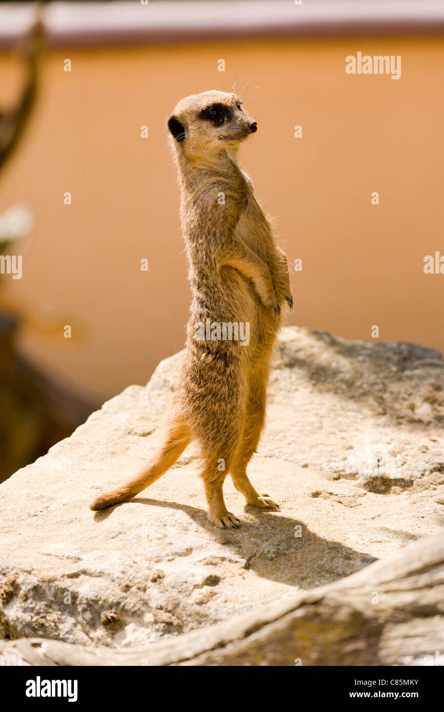 Meercat hi-res stock photography and images - Alamy