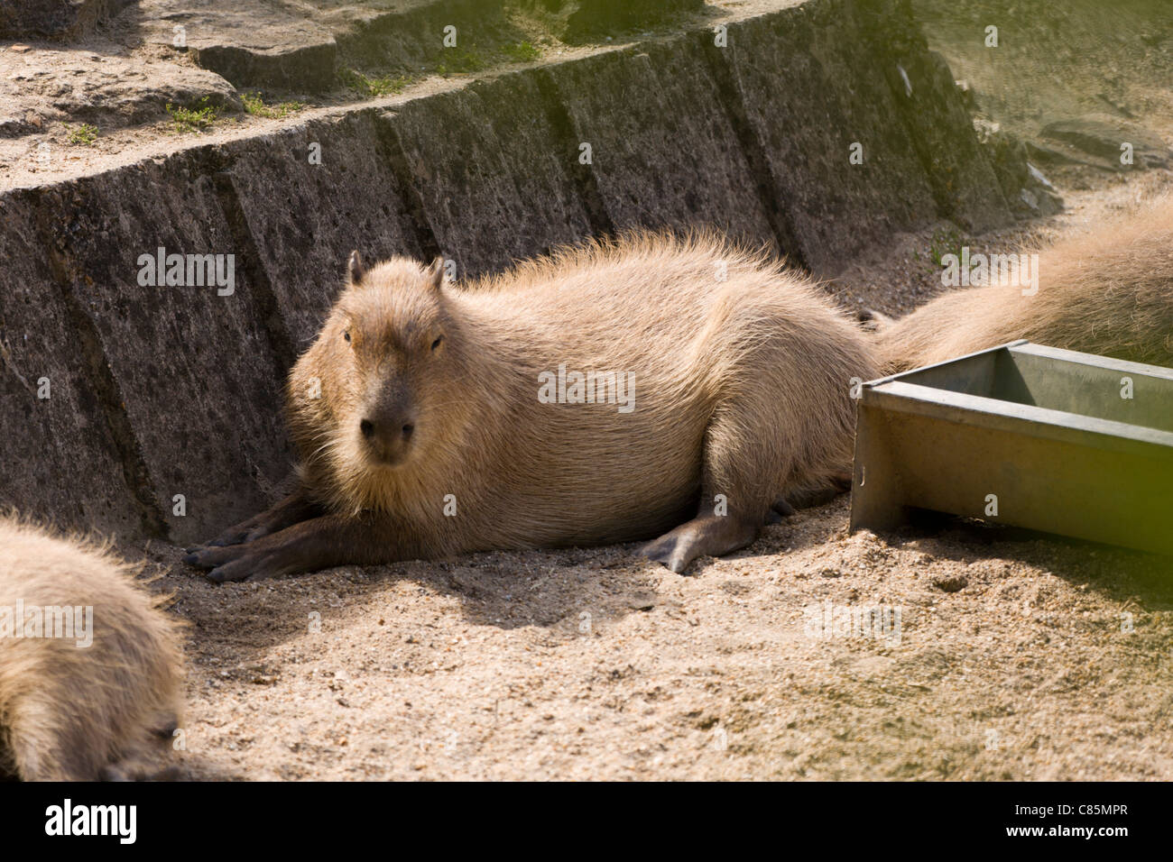 Zoo capybara hi-res stock photography and images - Alamy