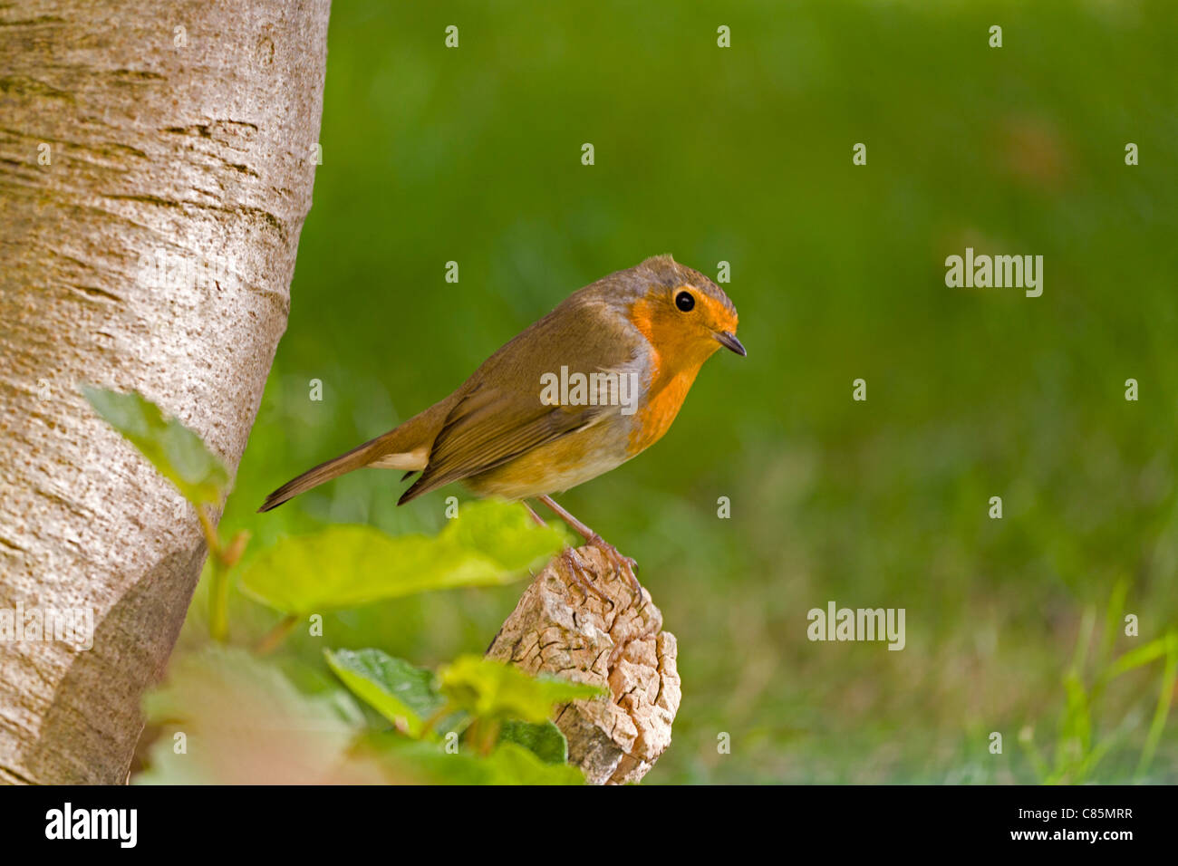 Pie robin hi-res stock photography and images - Alamy