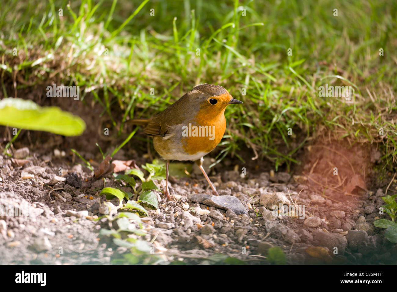 Tweety pie the Robin in garden Stock Photo - Alamy