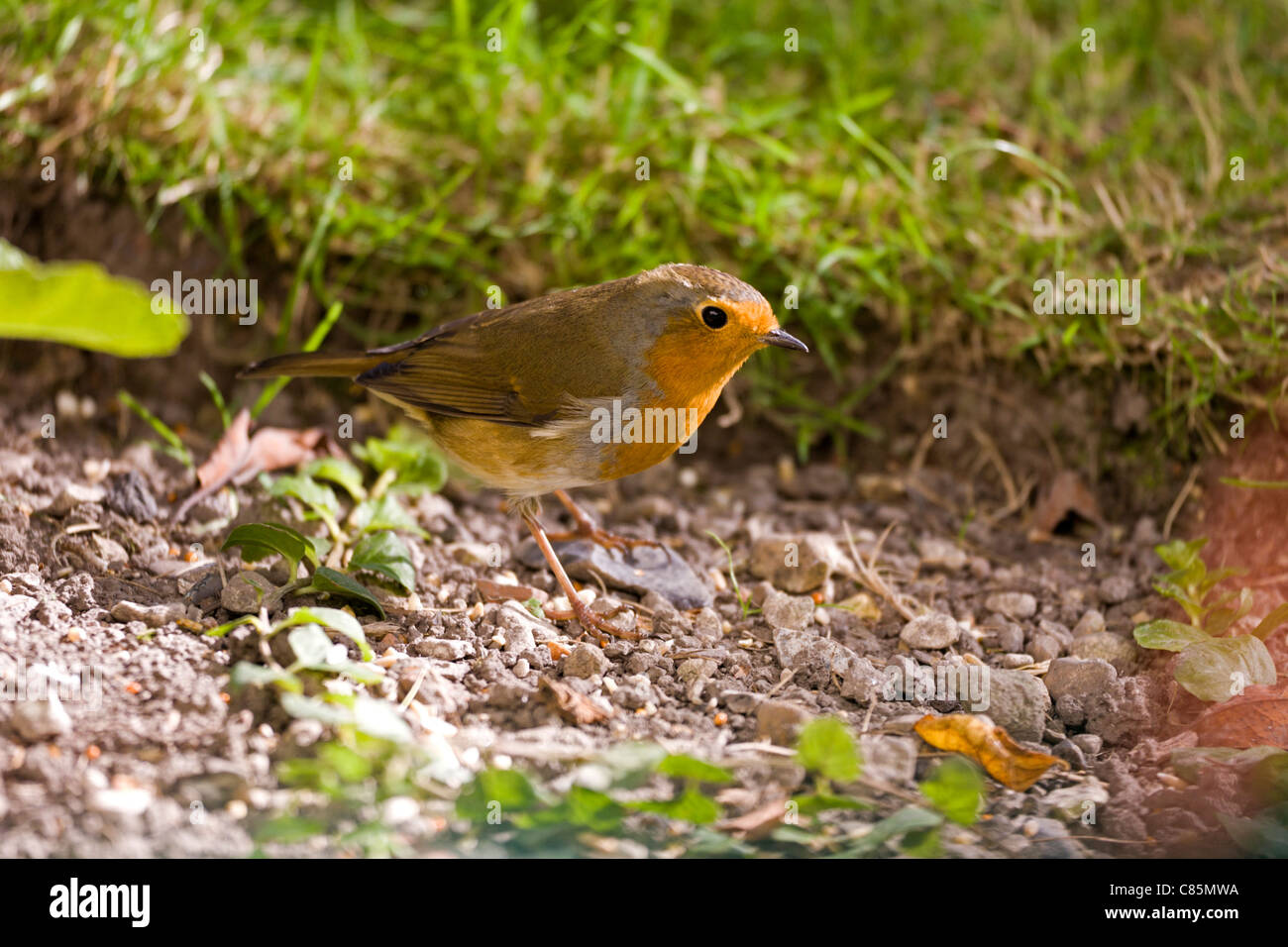 Tweety pie the Robin in garden Stock Photo - Alamy