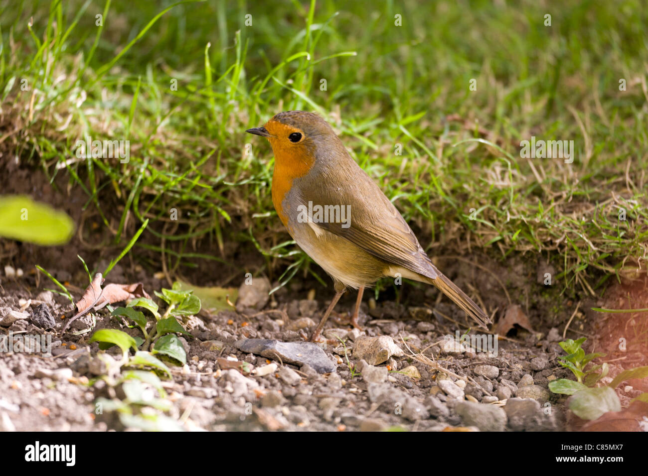 Tweety pie the Robin in garden Stock Photo - Alamy