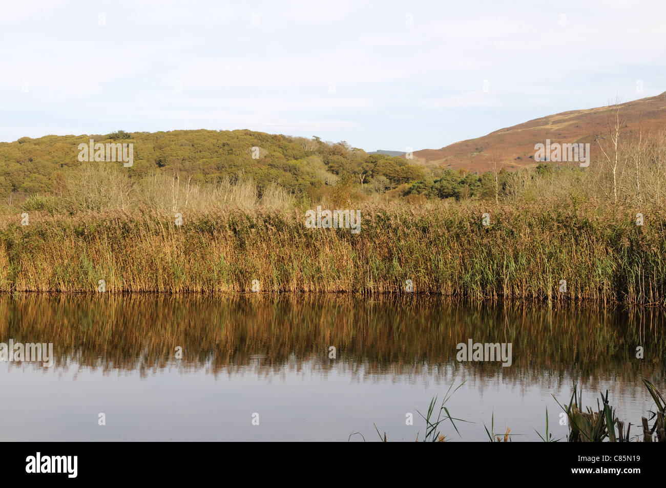 Common Reed Phragmites australis Ynys Hir RSPB Nature Reserve Furnace ...