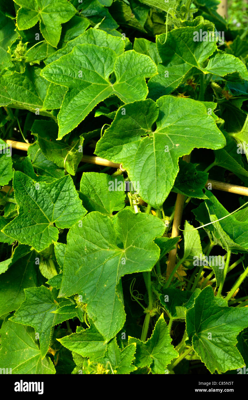 Mini cucumber plant (Cucumis sativus), foliage Stock Photo - Alamy