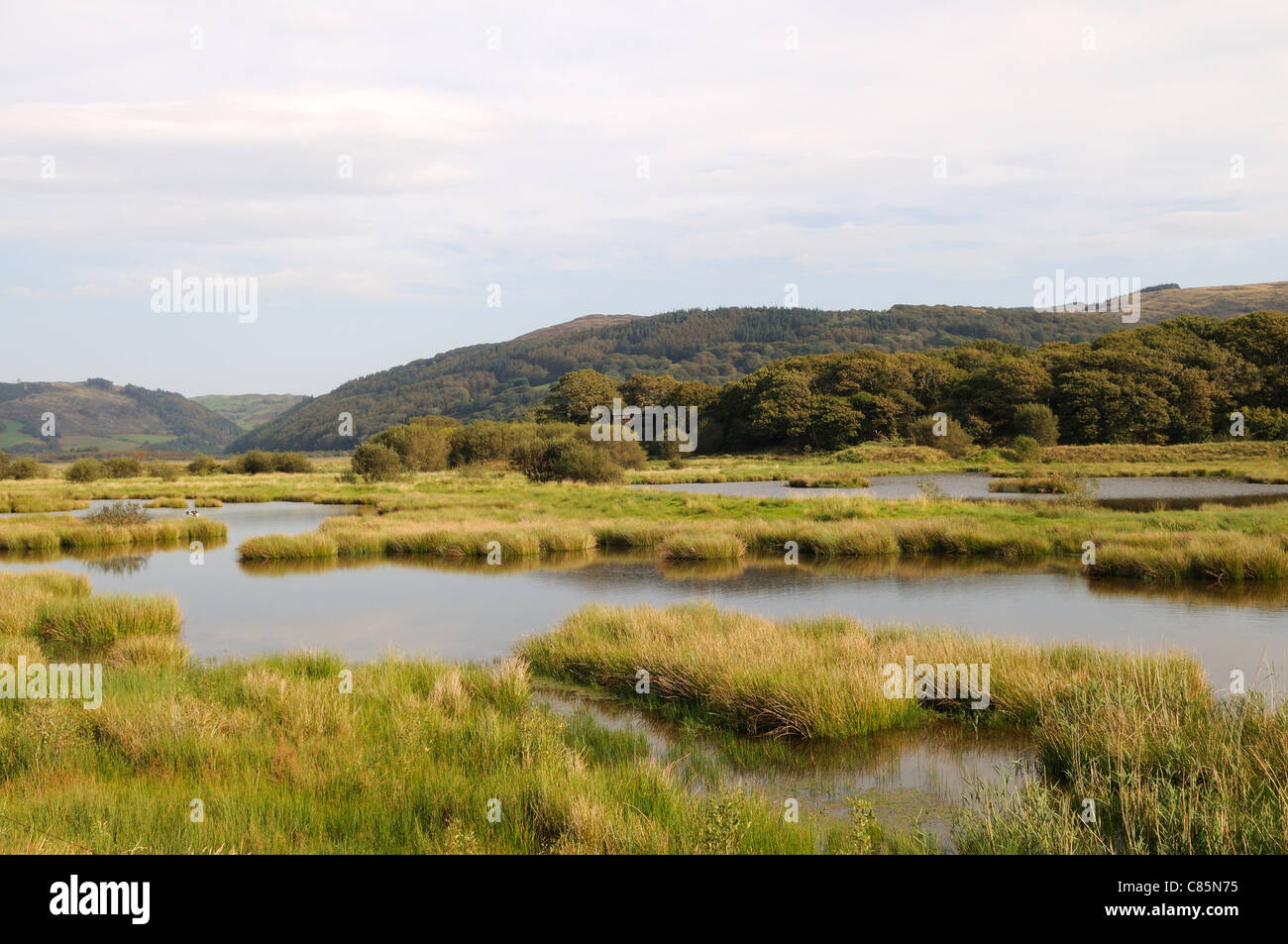 Ynys Hir RSPB Nature Reserve Furnace Dyfi Valley Ceredigion Wales Cymru ...