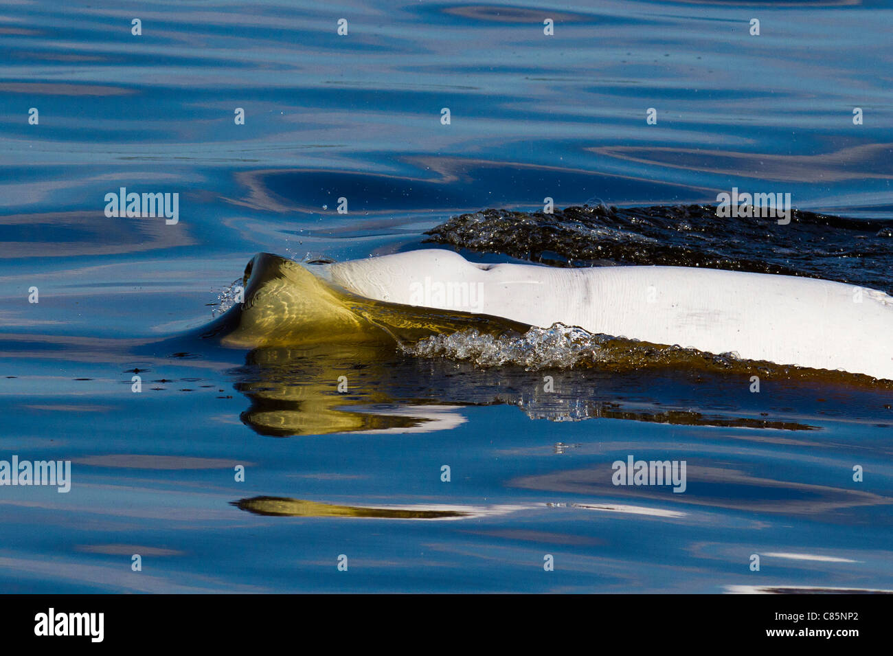 Beluga whale arctic hi-res stock photography and images - Alamy