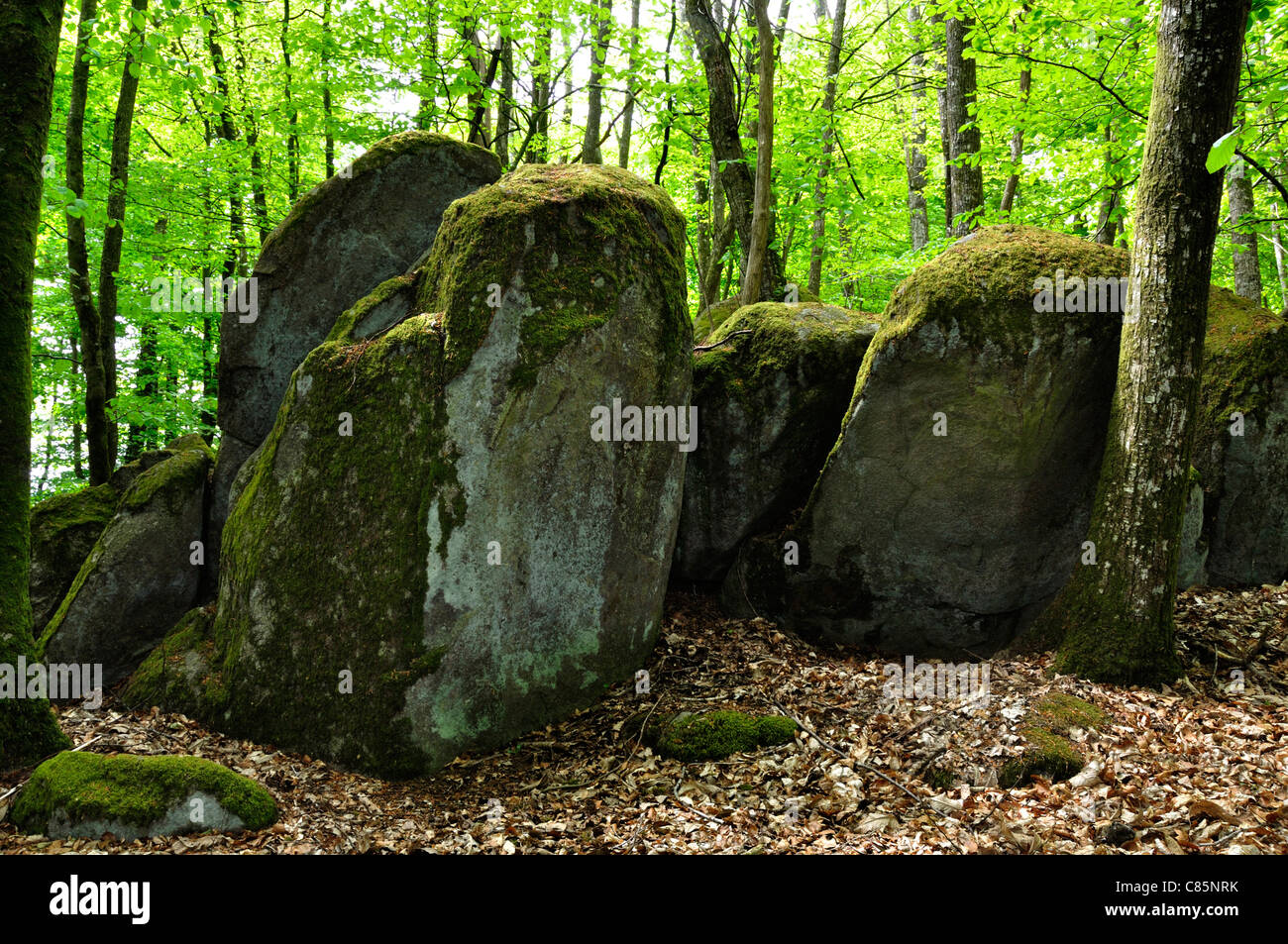 A wood with alignment of rocks, a megalithic and secret place near La ...