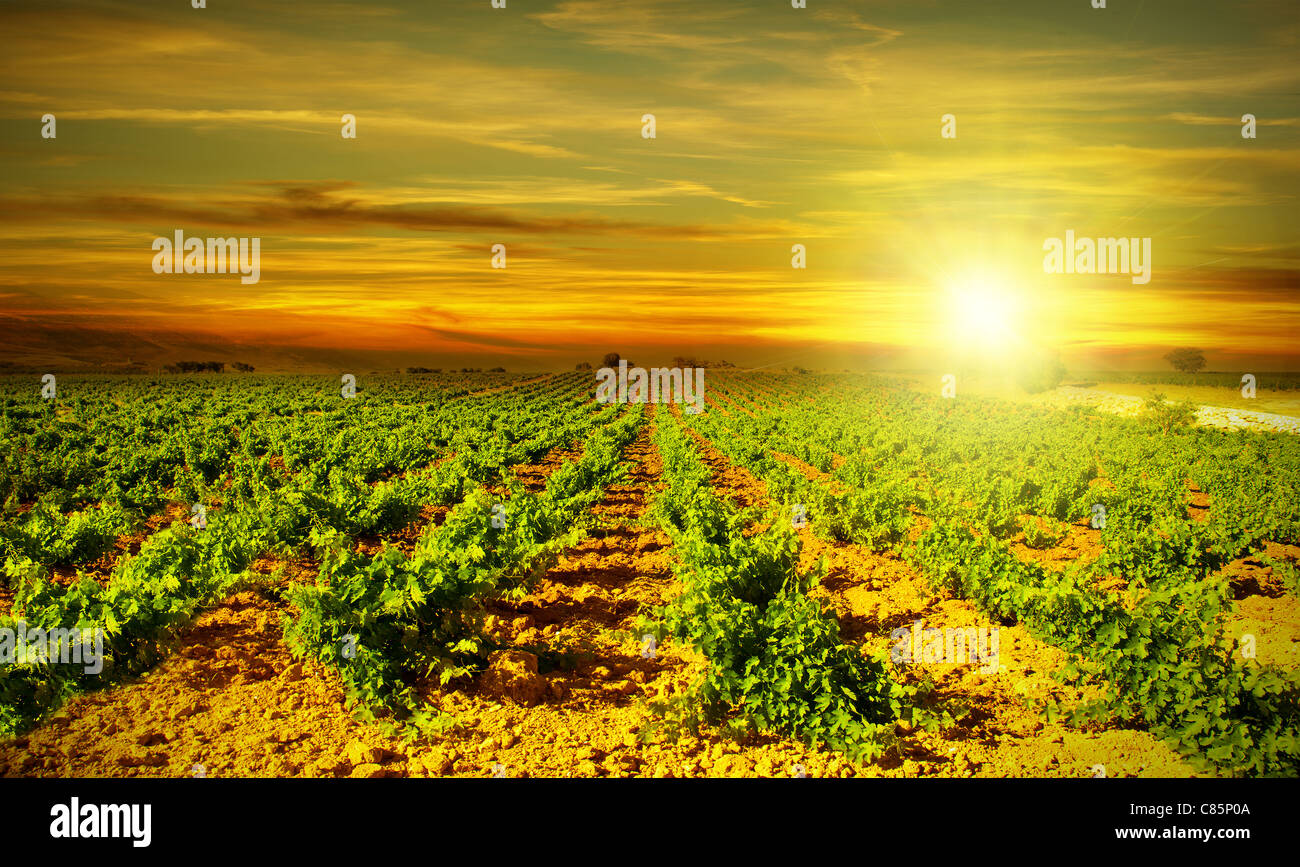 Vineyard autumn landscape, bright sunset at the valley of grapes ...