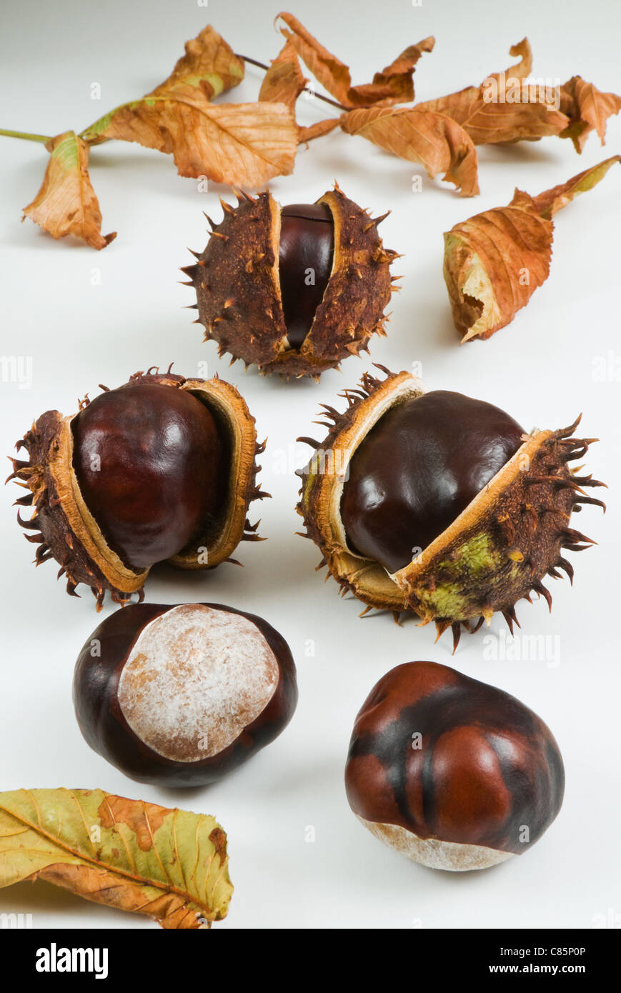 Conkers from a horse-chestnut (Aesculus hippocastanum) known as Conker ...