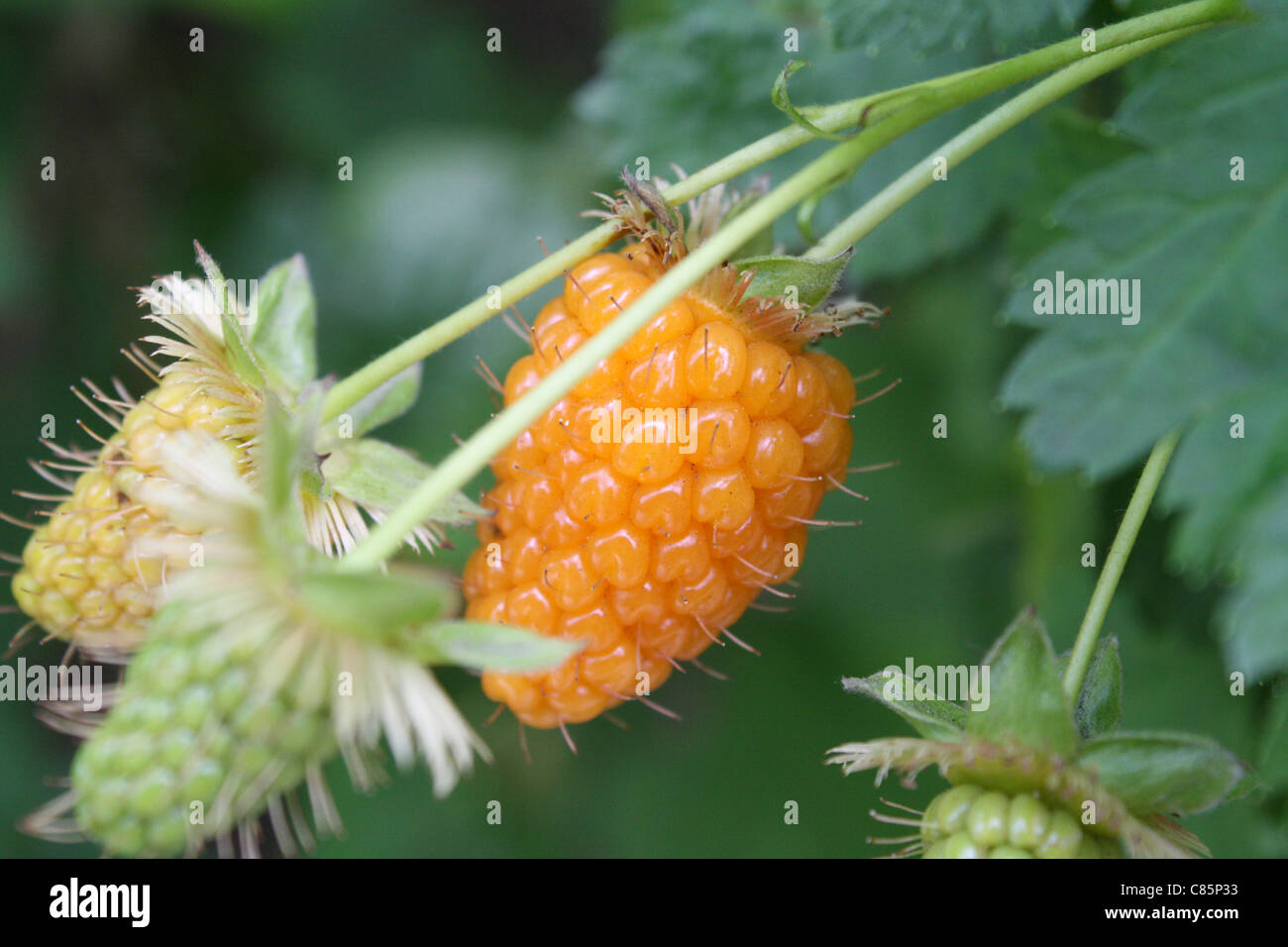 Yellow or Golden raspberries on the bush Stock Photo - Alamy