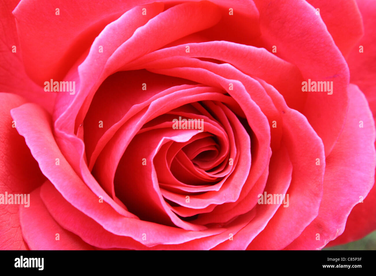 Close up of a single pink rose Stock Photo - Alamy