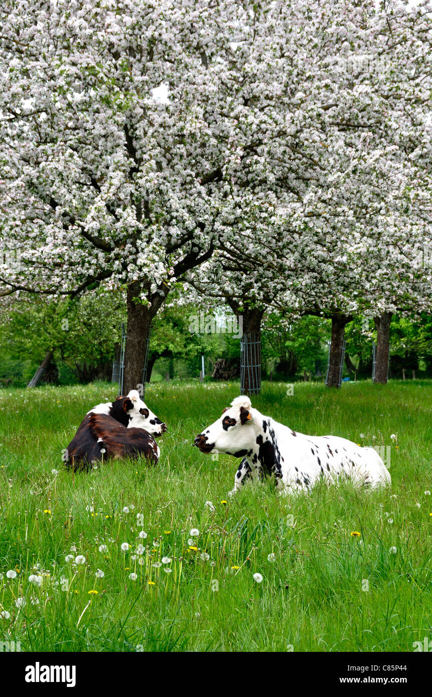 Apple orchard normandy france hi-res stock photography and images - Alamy