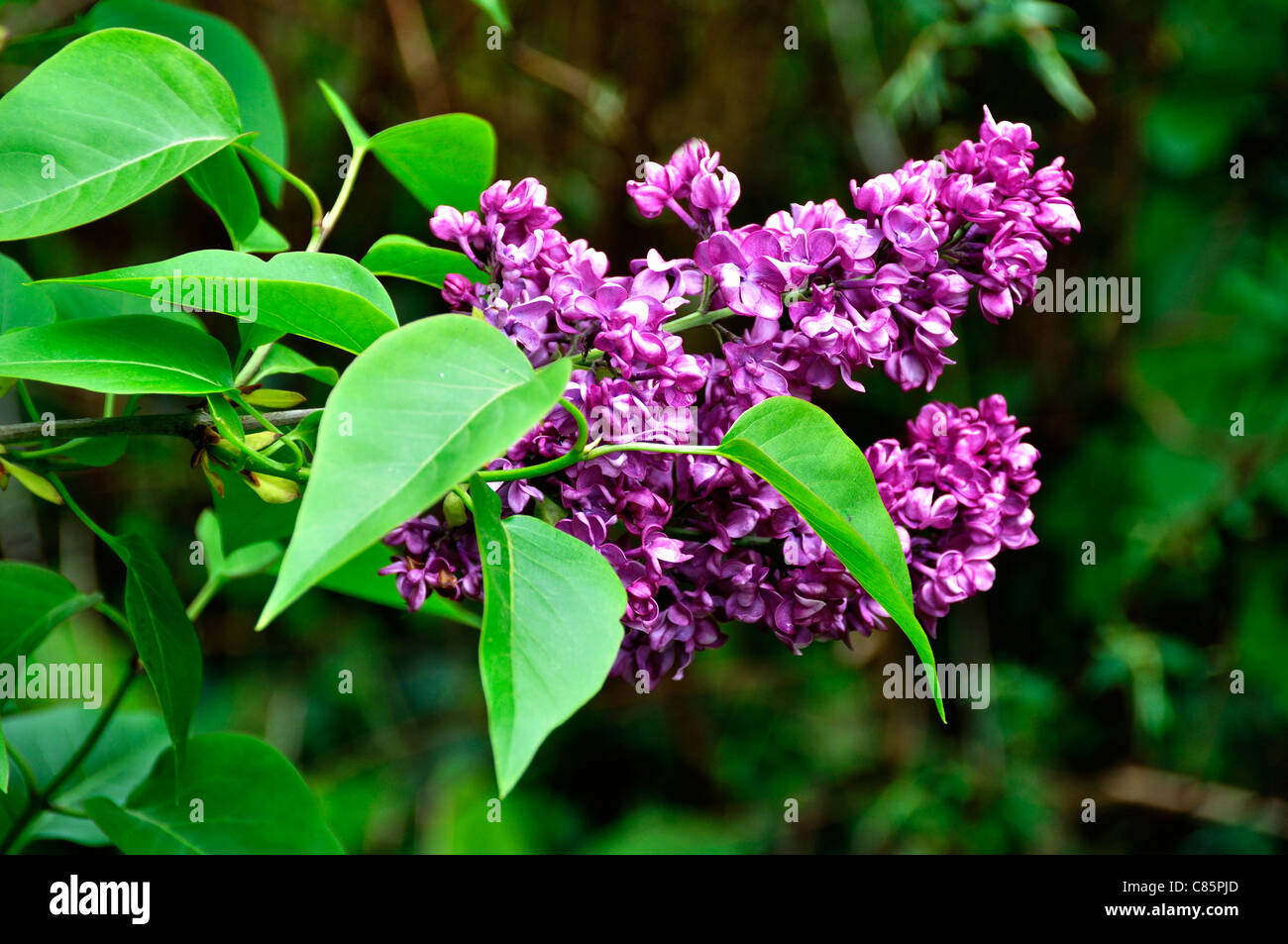 Lilas hi-res stock photography and images - Alamy