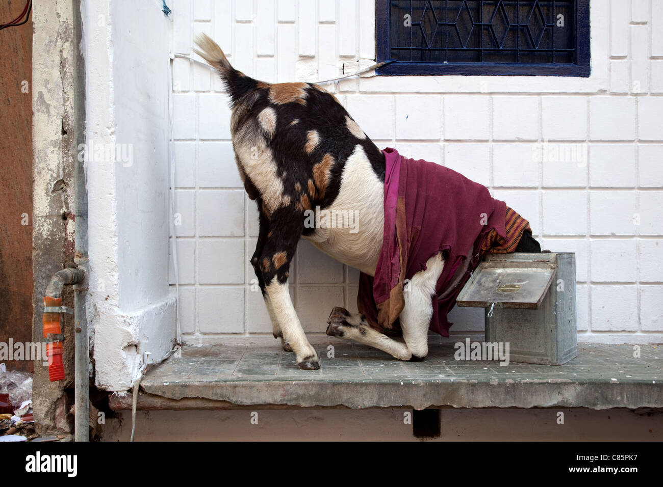 A goat wearing clothes in Agra, India Stock Photo - Alamy