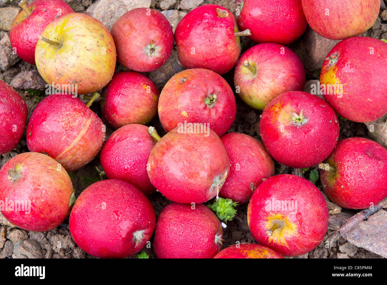 Red english apples fruit hi-res stock photography and images - Alamy