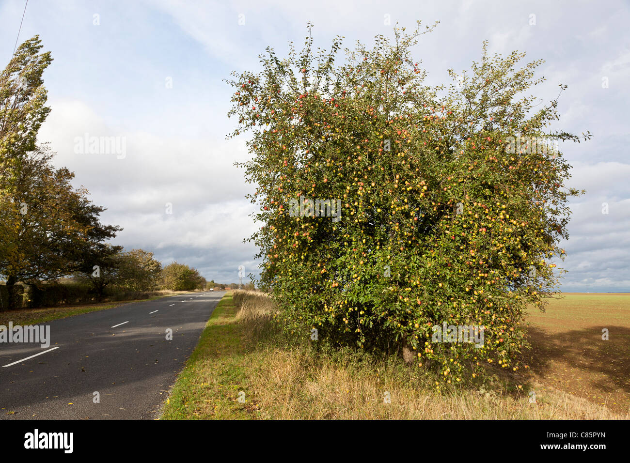 Roadside apple tree, (orphaned apple tree) Lincolnshire, England Stock ...