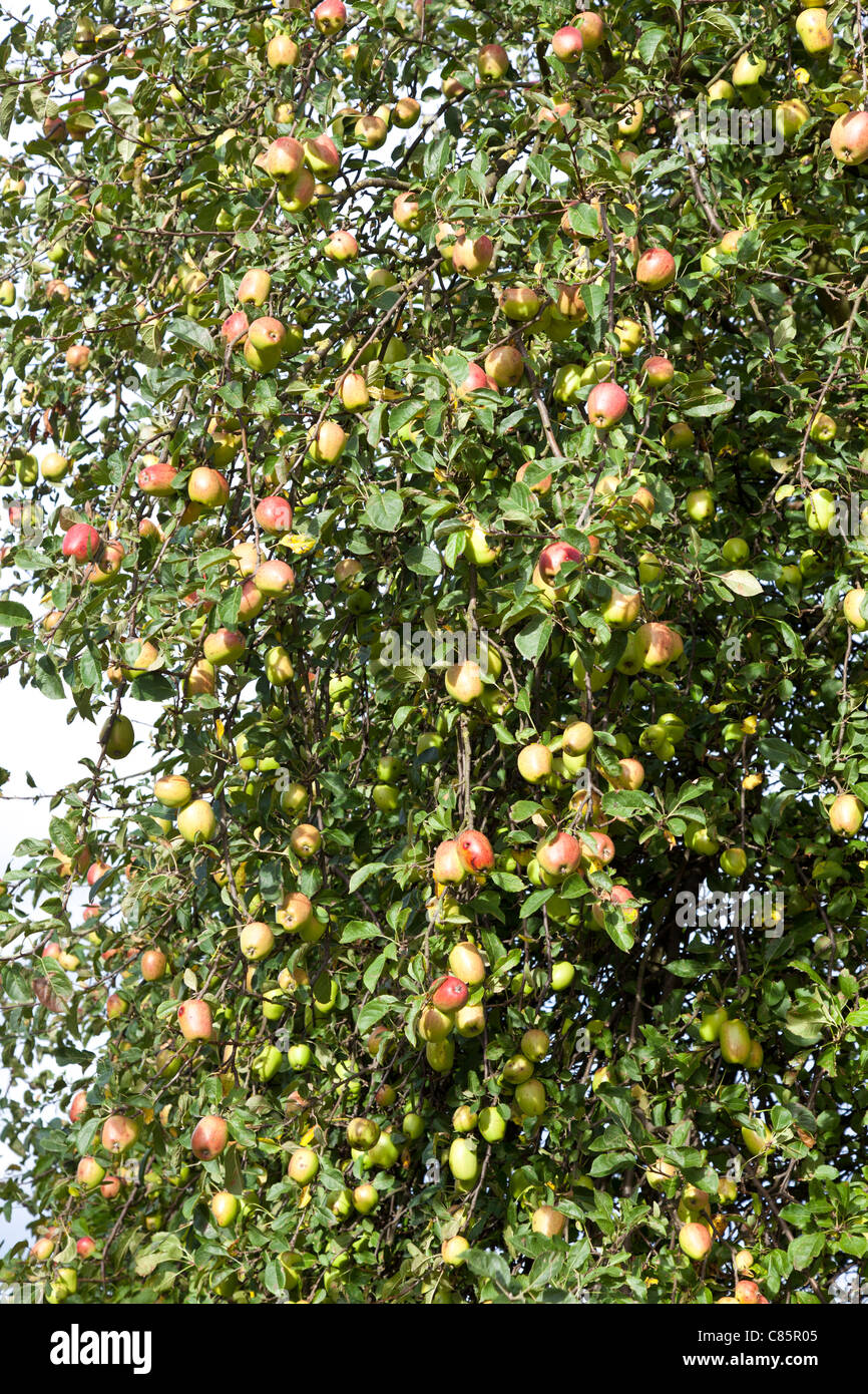 "Orphaned" roadside apple tree, Lincolnshire, England Stock Photo - Alamy