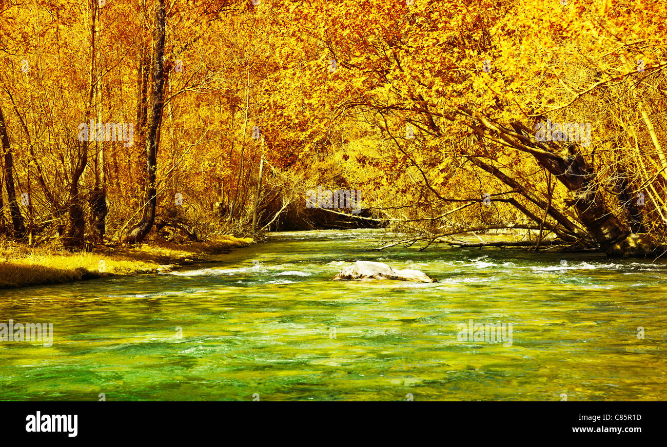 Beautiful autumn forest and river, big trees covered with yellow dry ...