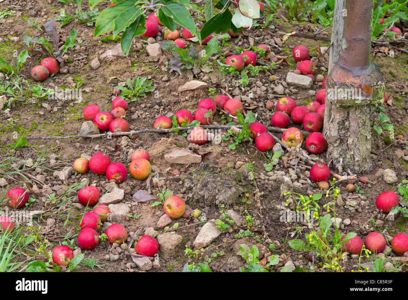 Red english apples fruit hi-res stock photography and images - Alamy