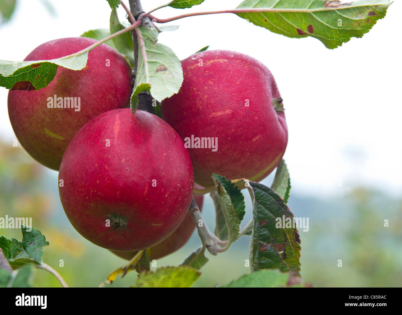 Red english apples fruit hi-res stock photography and images - Alamy