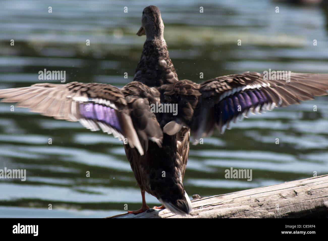 Duck drying off after a swim Stock Photo - Alamy