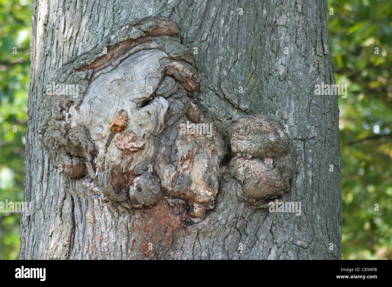 Monkey face in tree Stock Photo - Alamy