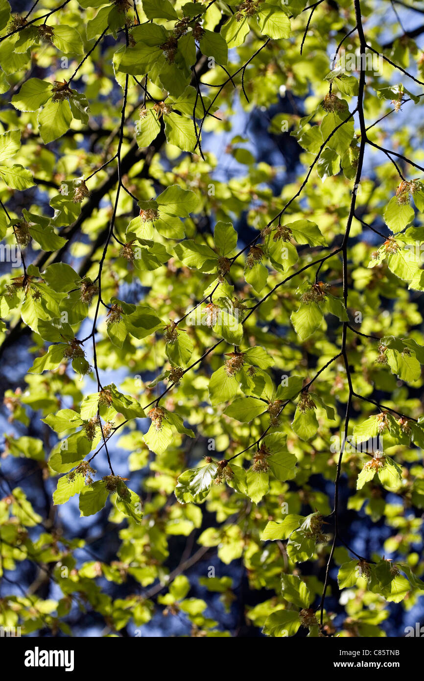 Beech Leaves opening out in spring Alderley Edge Cheshire England Stock ...