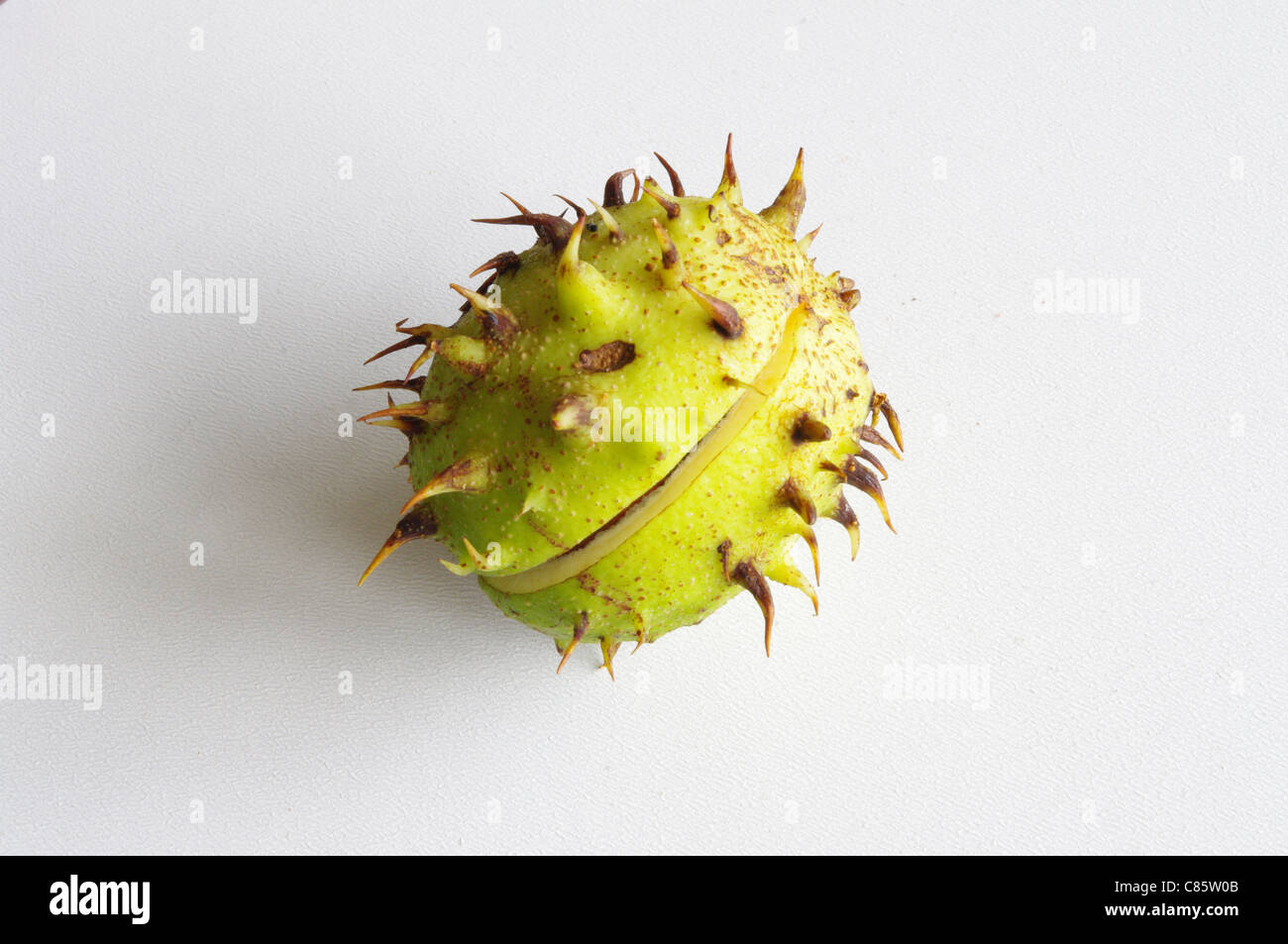 Conker case just open on white background Stock Photo - Alamy