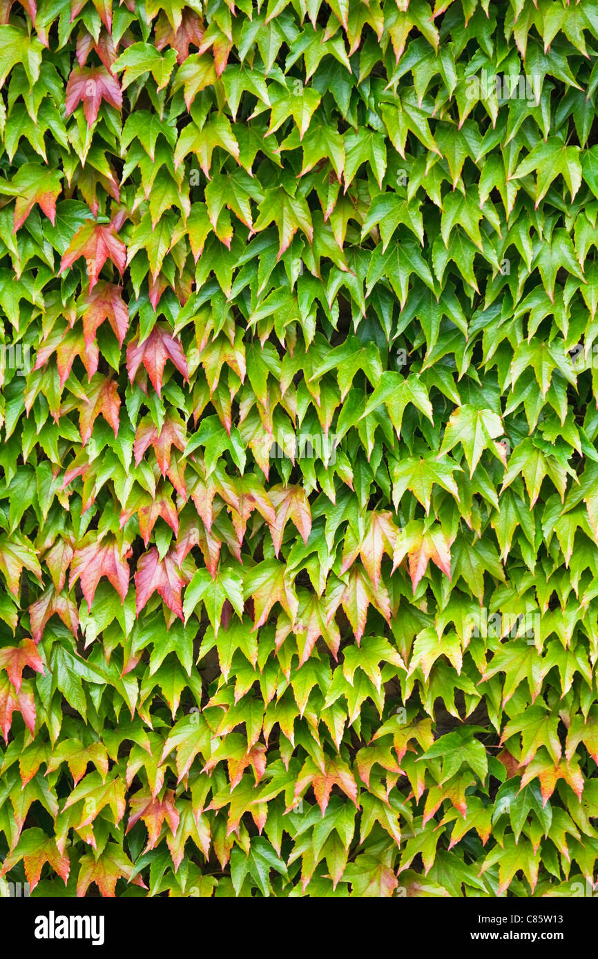 Ivy wall designs hi-res stock photography and images - Alamy