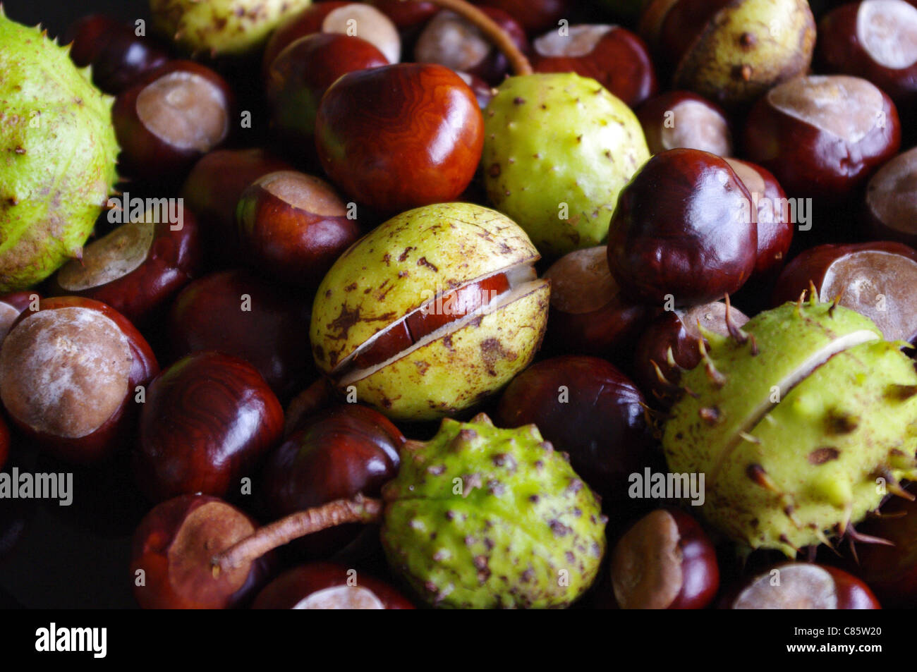 Conkers and cases background Stock Photo - Alamy