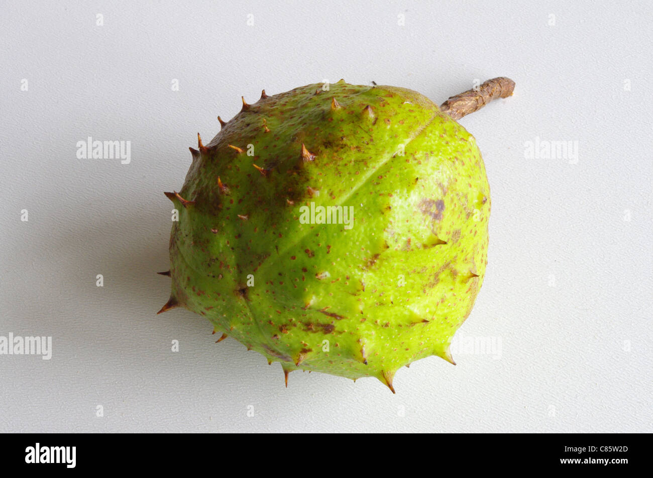 Conker hi-res stock photography and images - Alamy Conker hi-res stock photography and images - Alamy