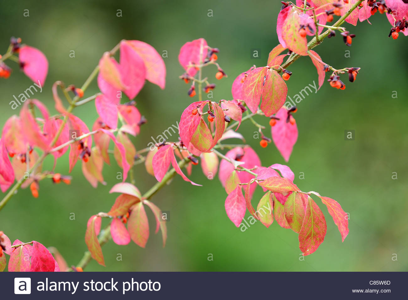 Euonymus Alatus High Resolution Stock Photography and Images - Alamy
