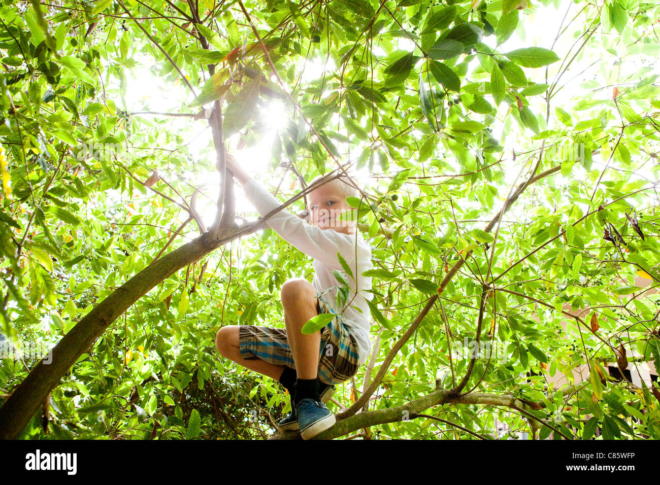 Climb a tree child hi-res stock photography and images - Alamy