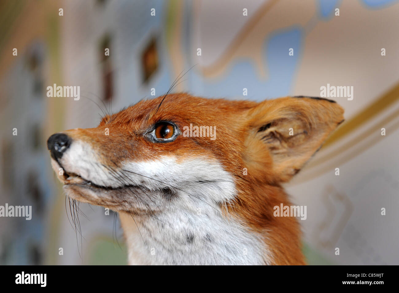 Foxes uk hi-res stock photography and images - Alamy