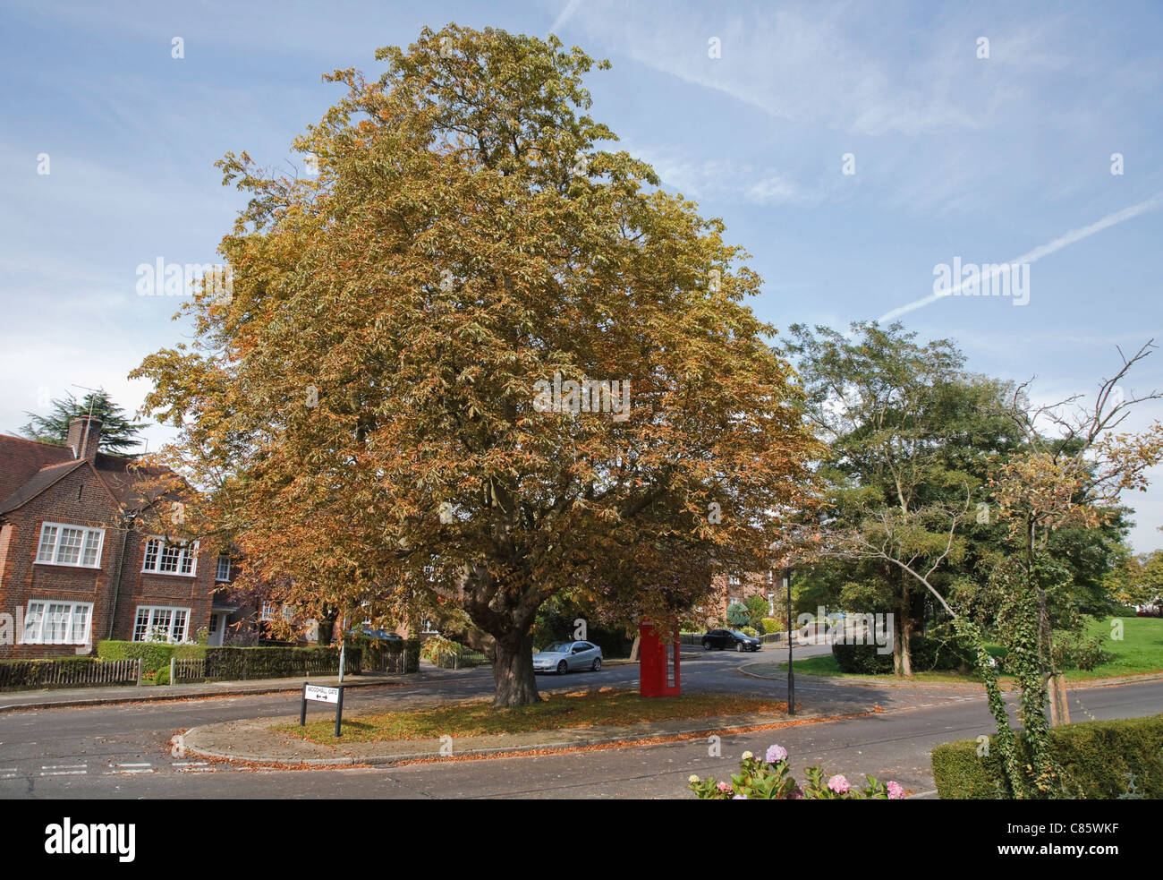 Common horse chestnut tree damaged by the leaf miner moth, Cameraria ...