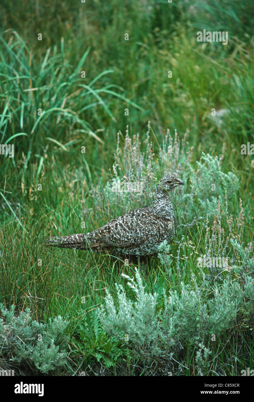 Sage grouse habitat hi-res stock photography and images - Alamy