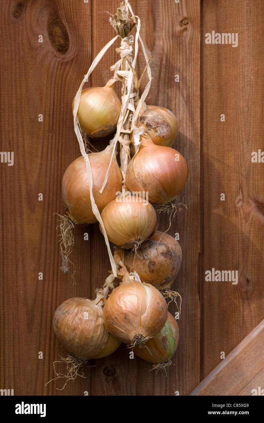 String of onion hi-res stock photography and images - Alamy