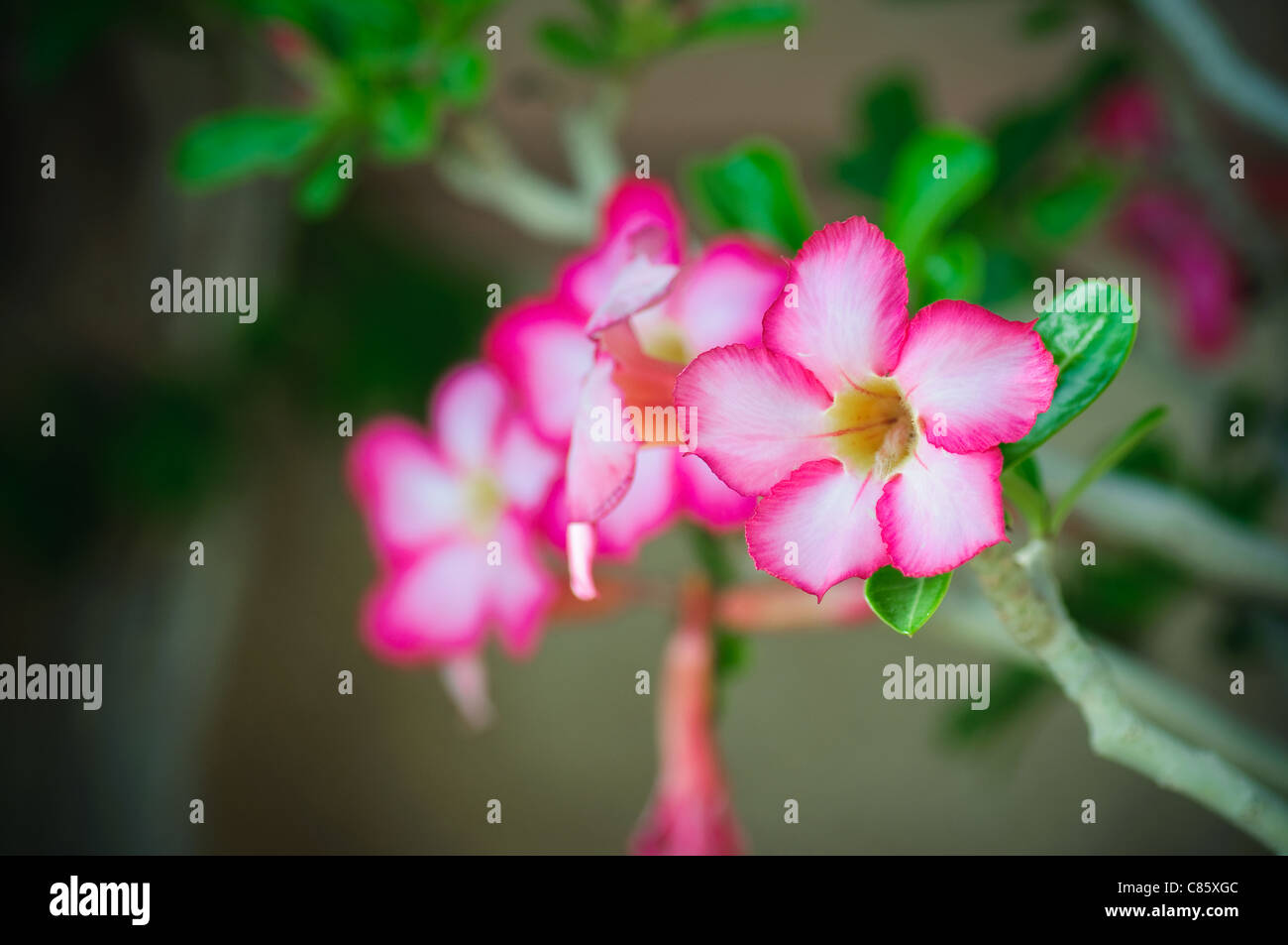 Sole flowers hi-res stock photography and images - Alamy