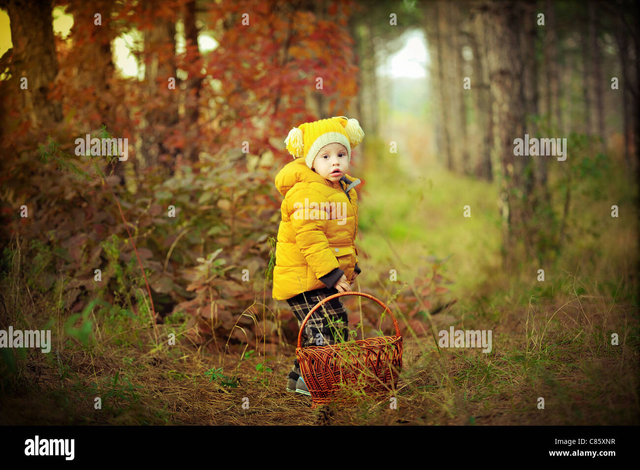 autumn, boy, yellow, leaf, jacket, child, son, sunlight, cold, tree ...