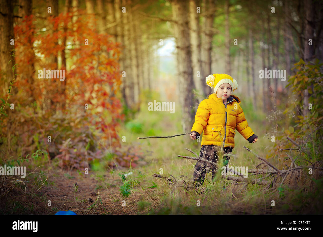 autumn, boy, yellow, leaf, jacket, child, son, sunlight, cold, tree ...
