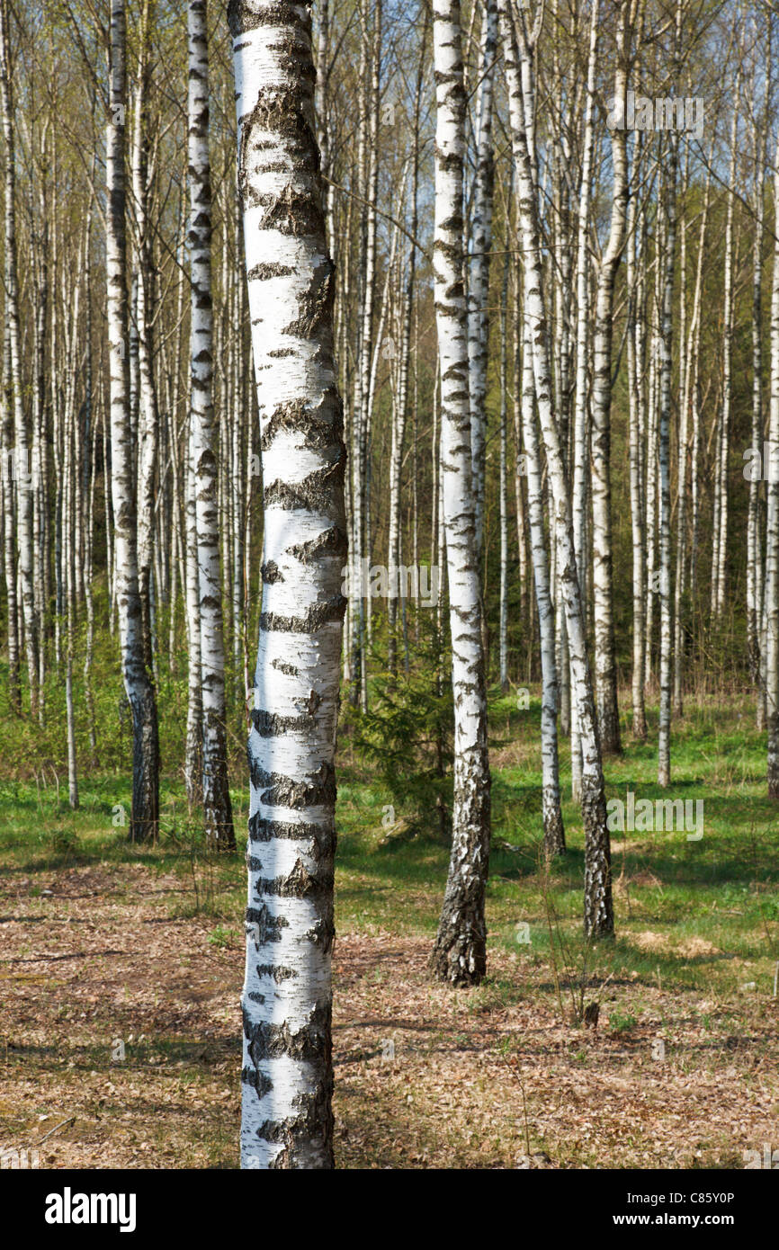 Birch grove in spring hi-res stock photography and images - Alamy