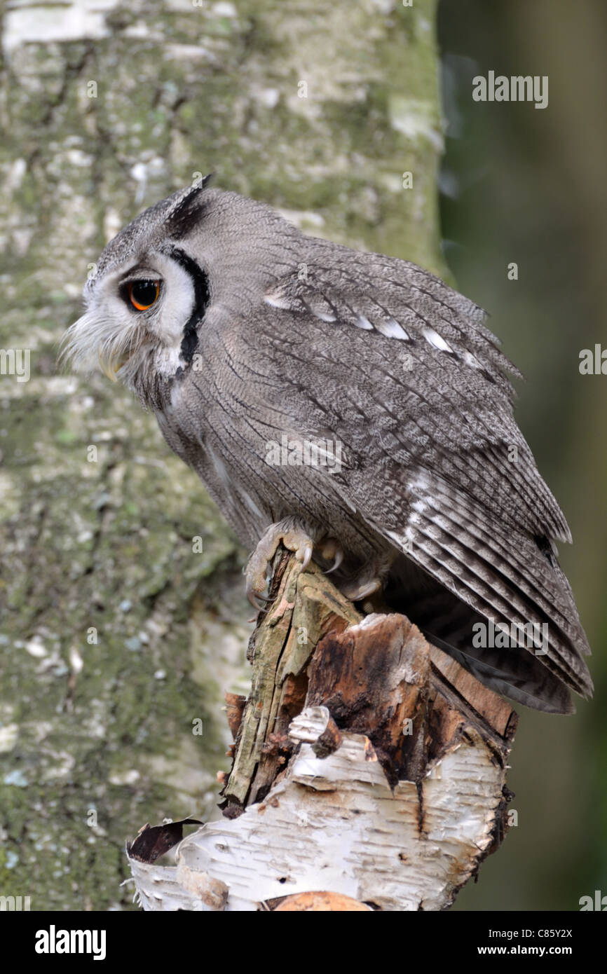 White Faced Scops Owl (Nigel) - Bright Eyed Stock Photo - Alamy