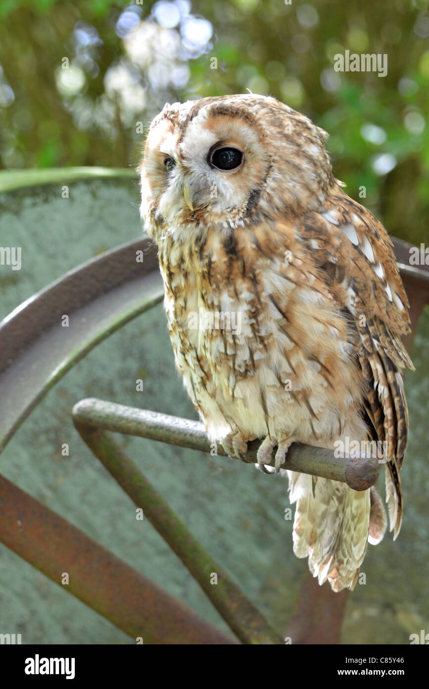 Tawny Owl (Troy Stock Photo - Alamy