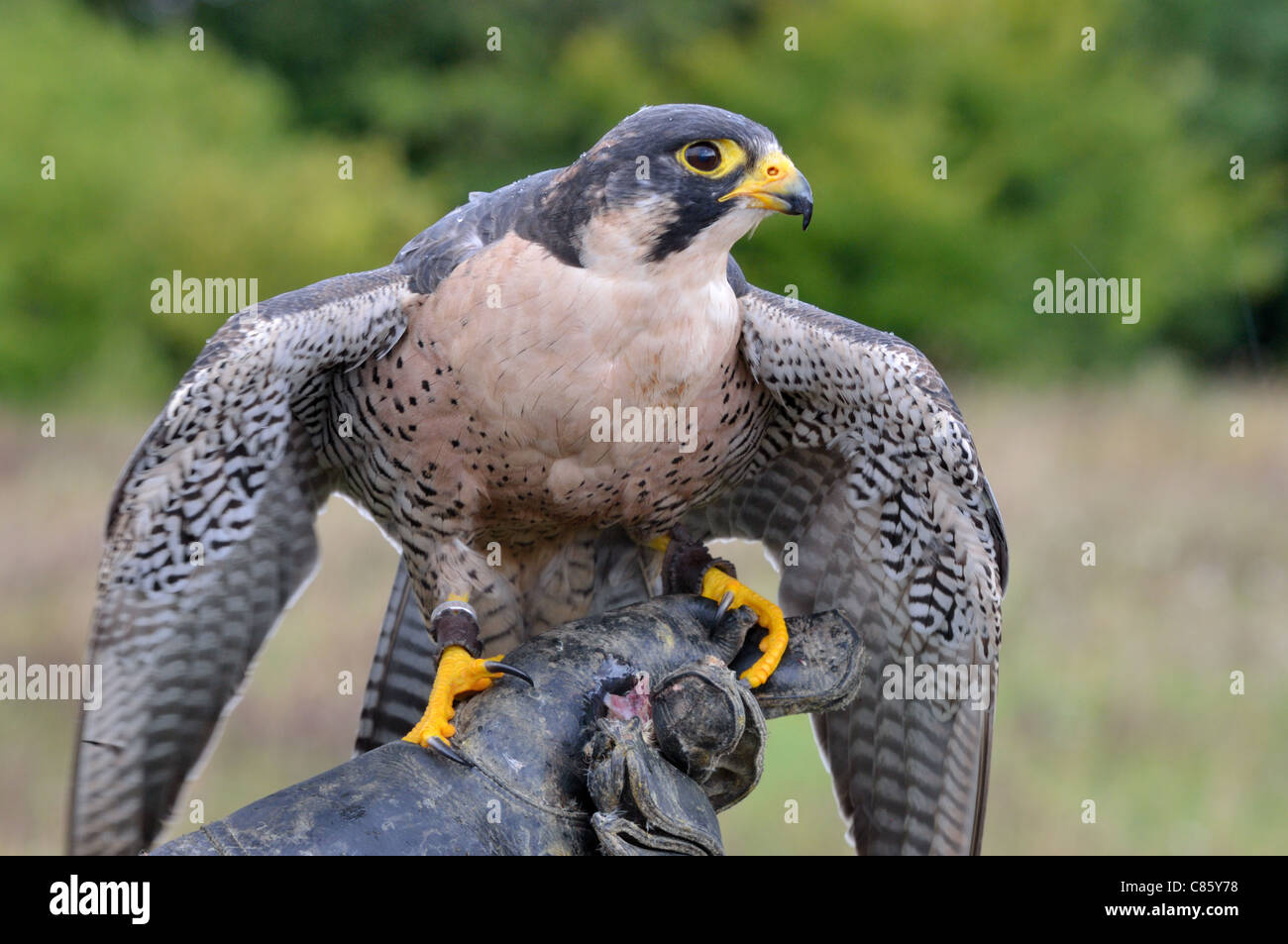 Peregrine Falcon Food