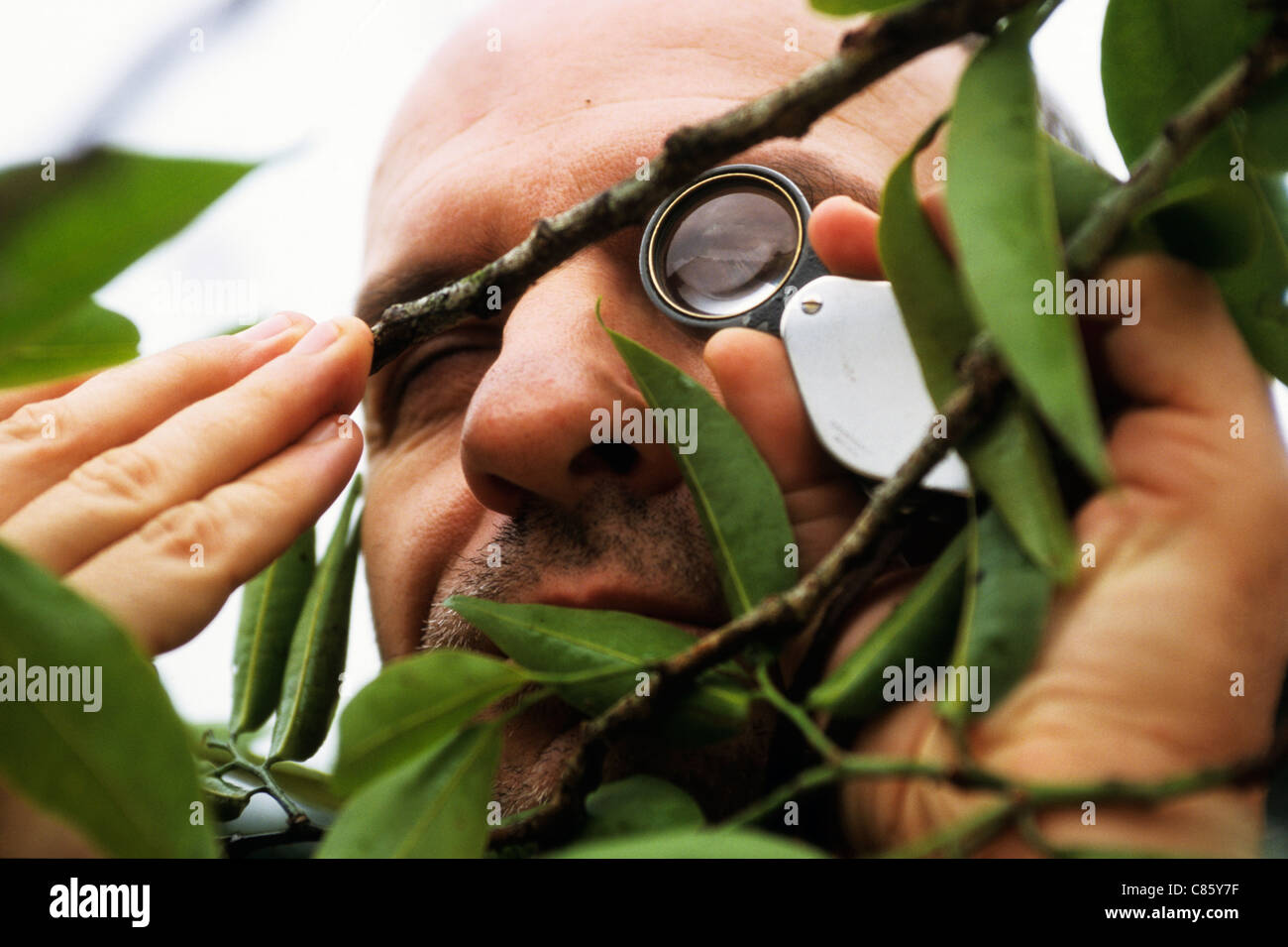 Makande, Gabon. Botanist examining a specimen in the rainforest using a ...