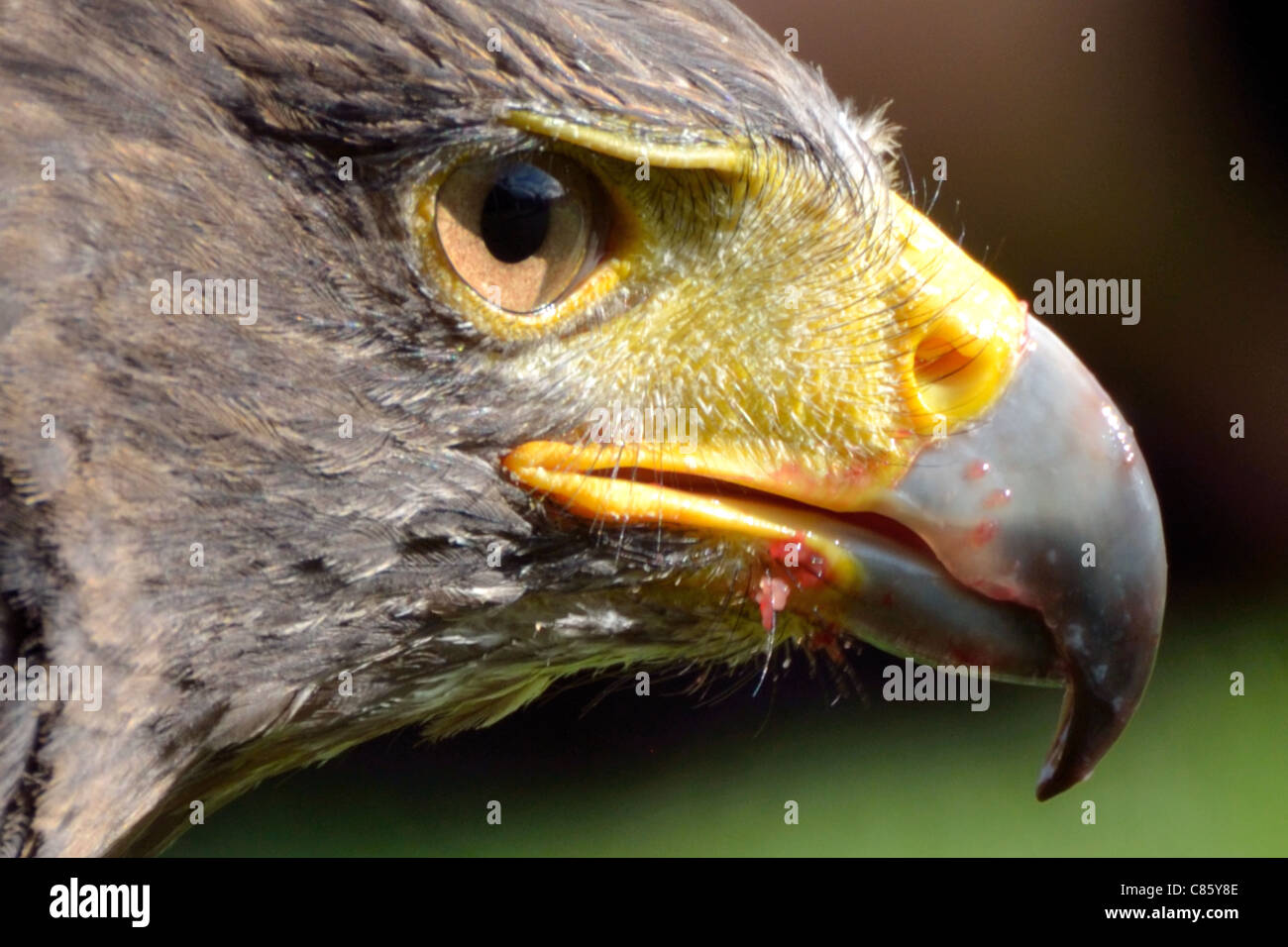 Bonney hi-res stock photography and images - Alamy