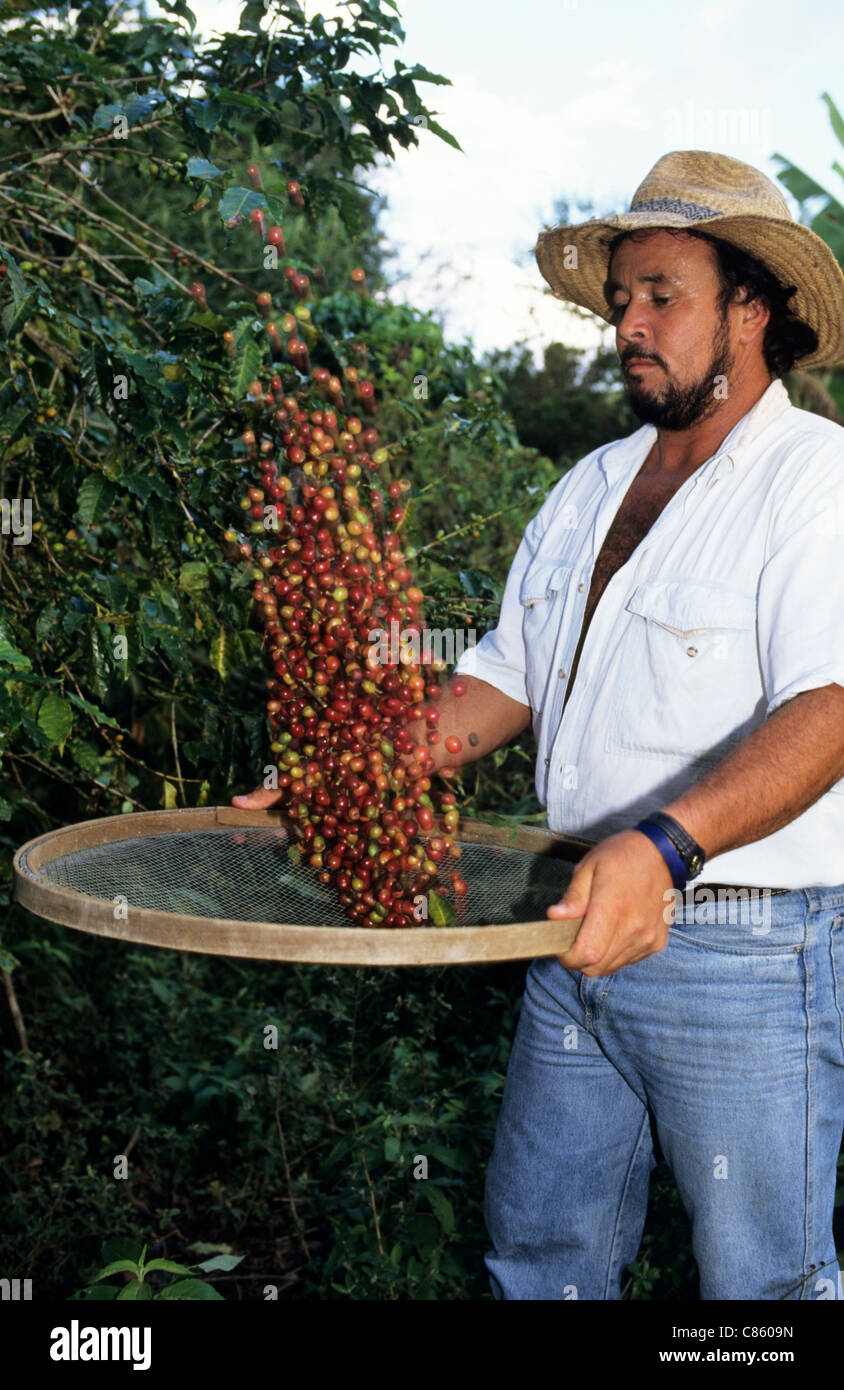 Growing coffee in brazil hi-res stock photography and images - Alamy